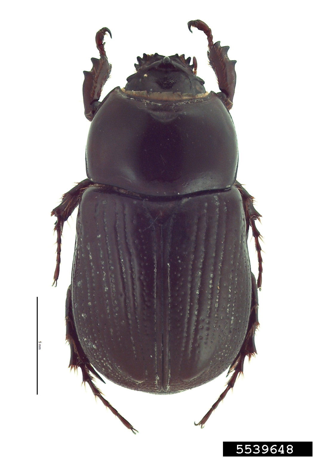 taro beetle (Papuana biroi)