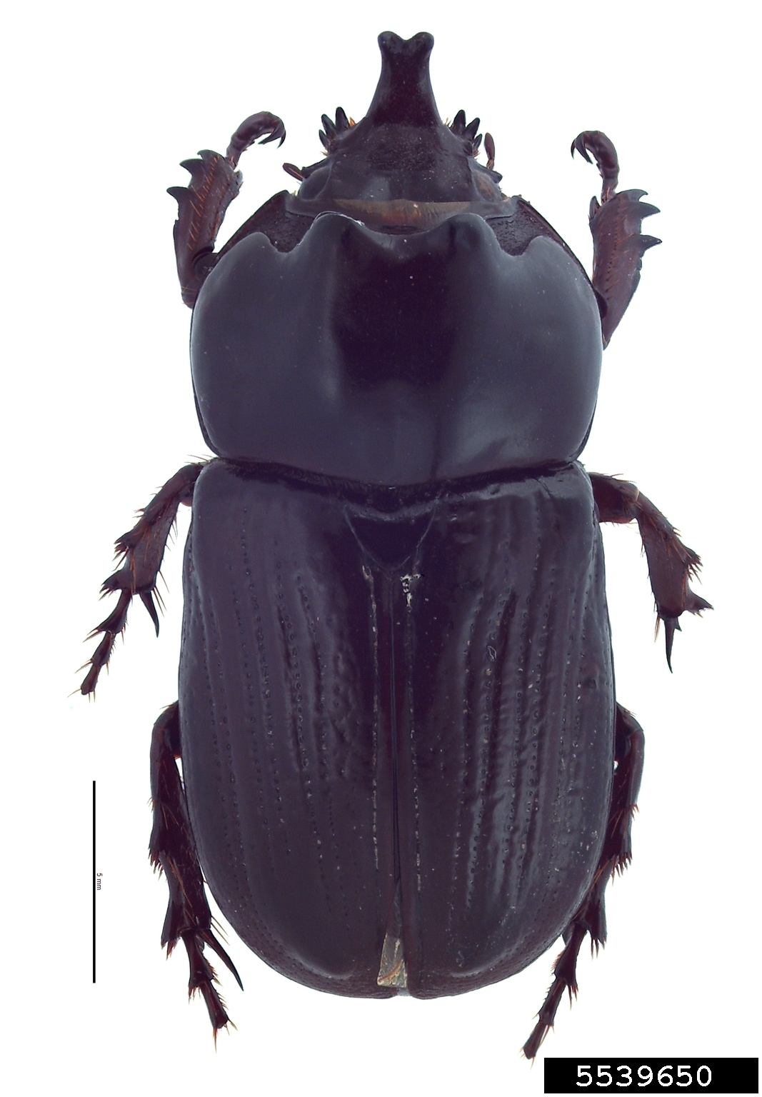 Lansberge's taro beetle (Papuana lansbergei)