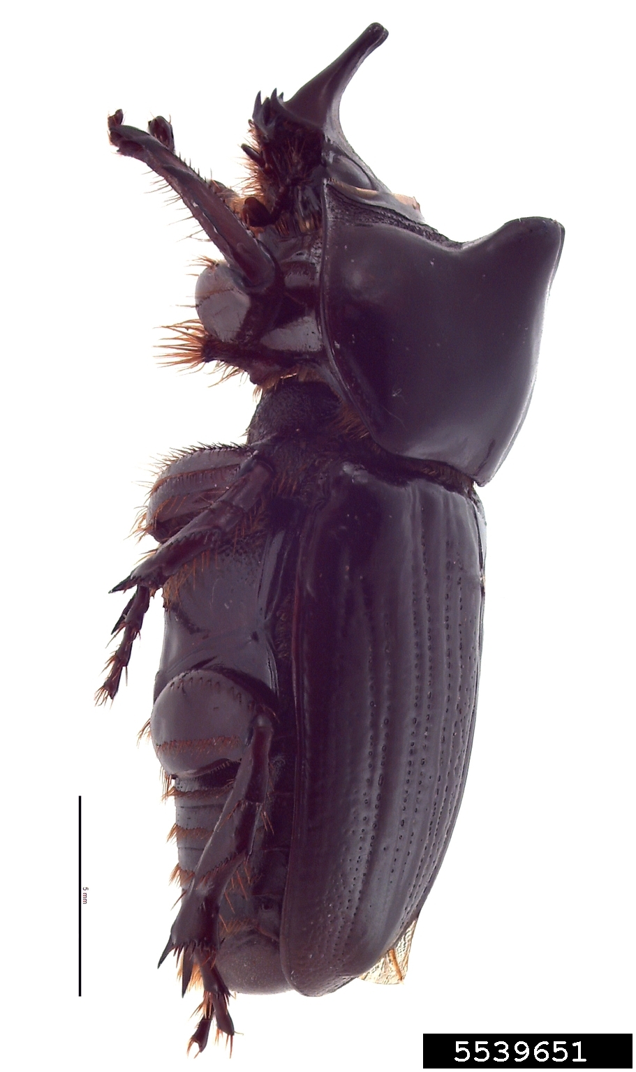 Lansberge's taro beetle (Papuana lansbergei Schauf)