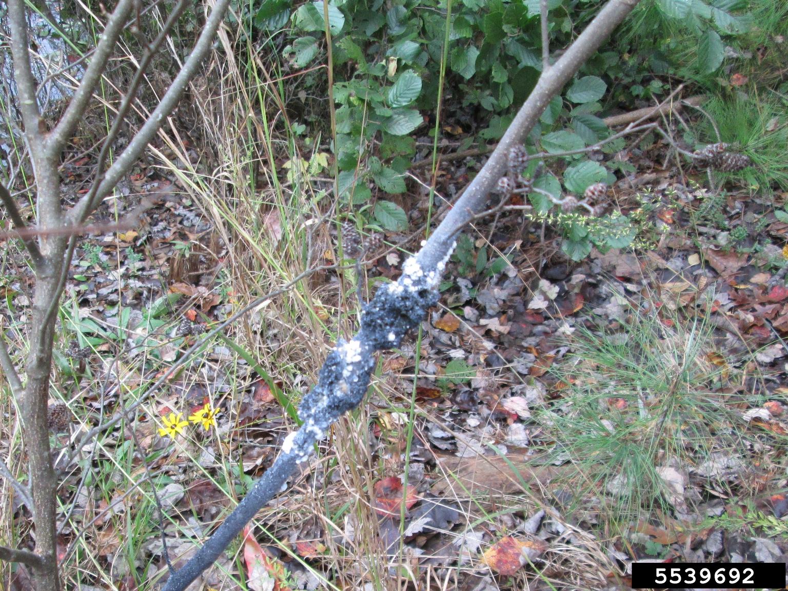 woolly alder aphid (Prociphilus tessellatus)