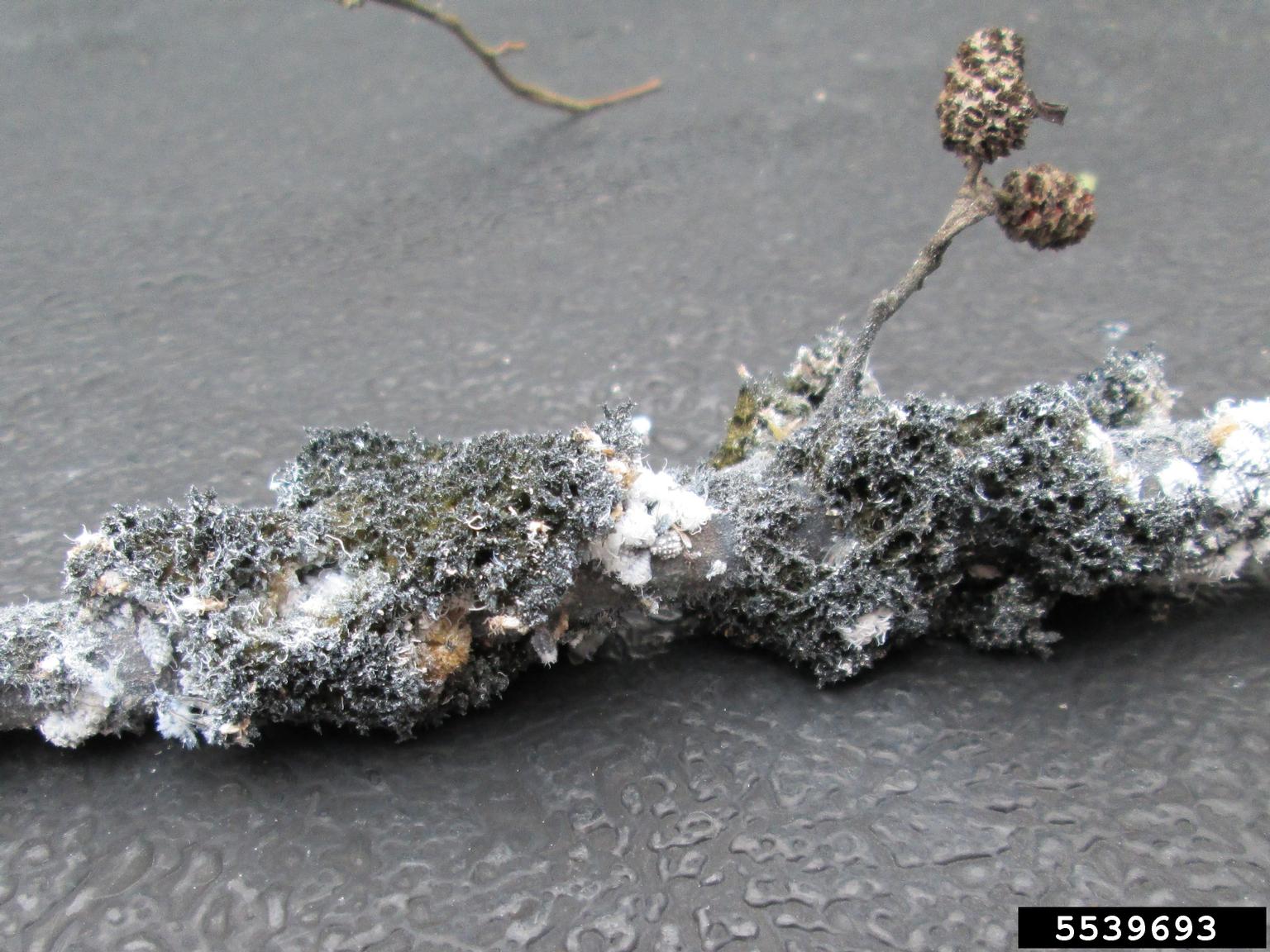 woolly alder aphid (Prociphilus tessellatus (Fitch, 1851))