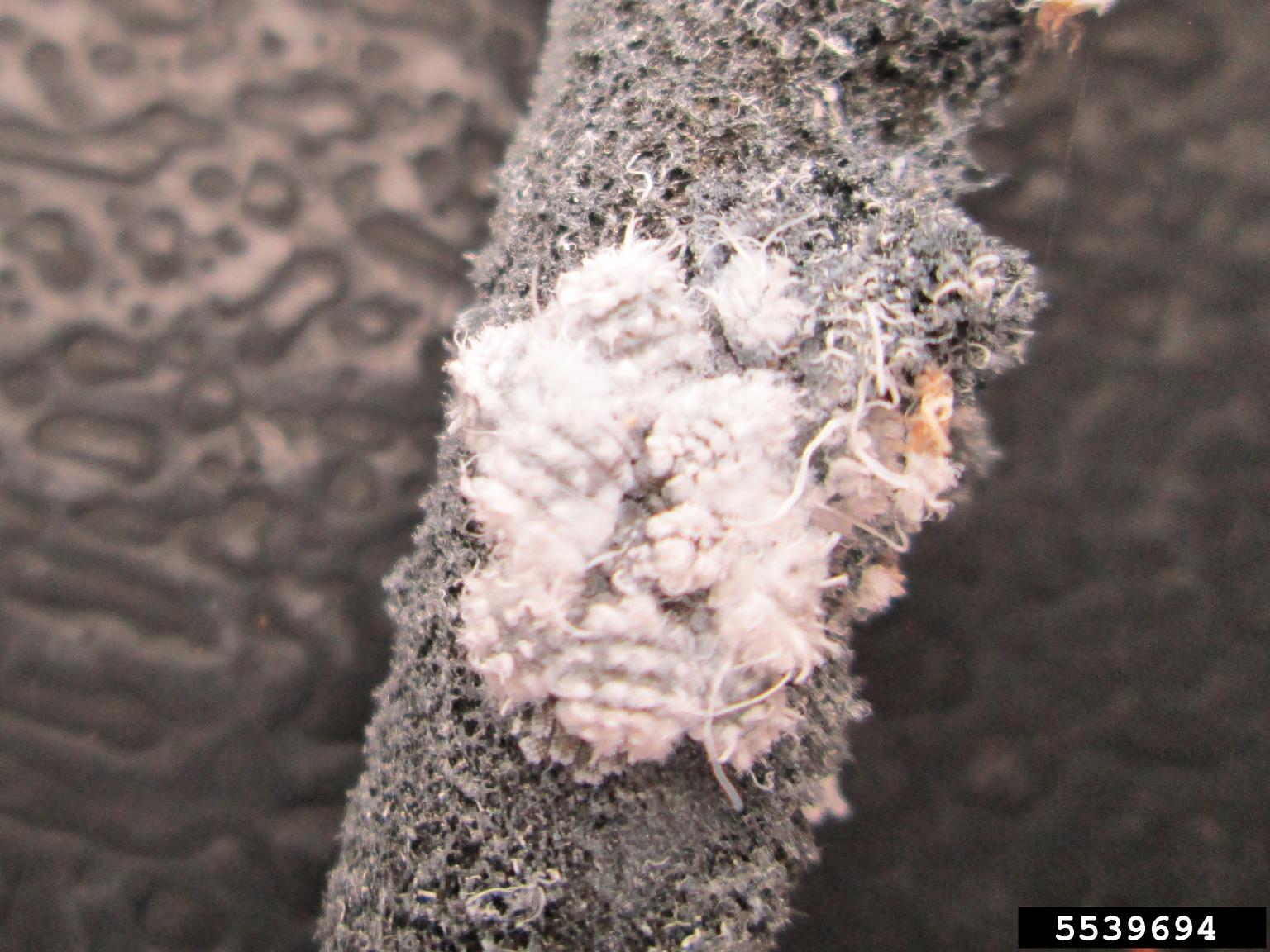 woolly alder aphid (Prociphilus tessellatus (Fitch, 1851))