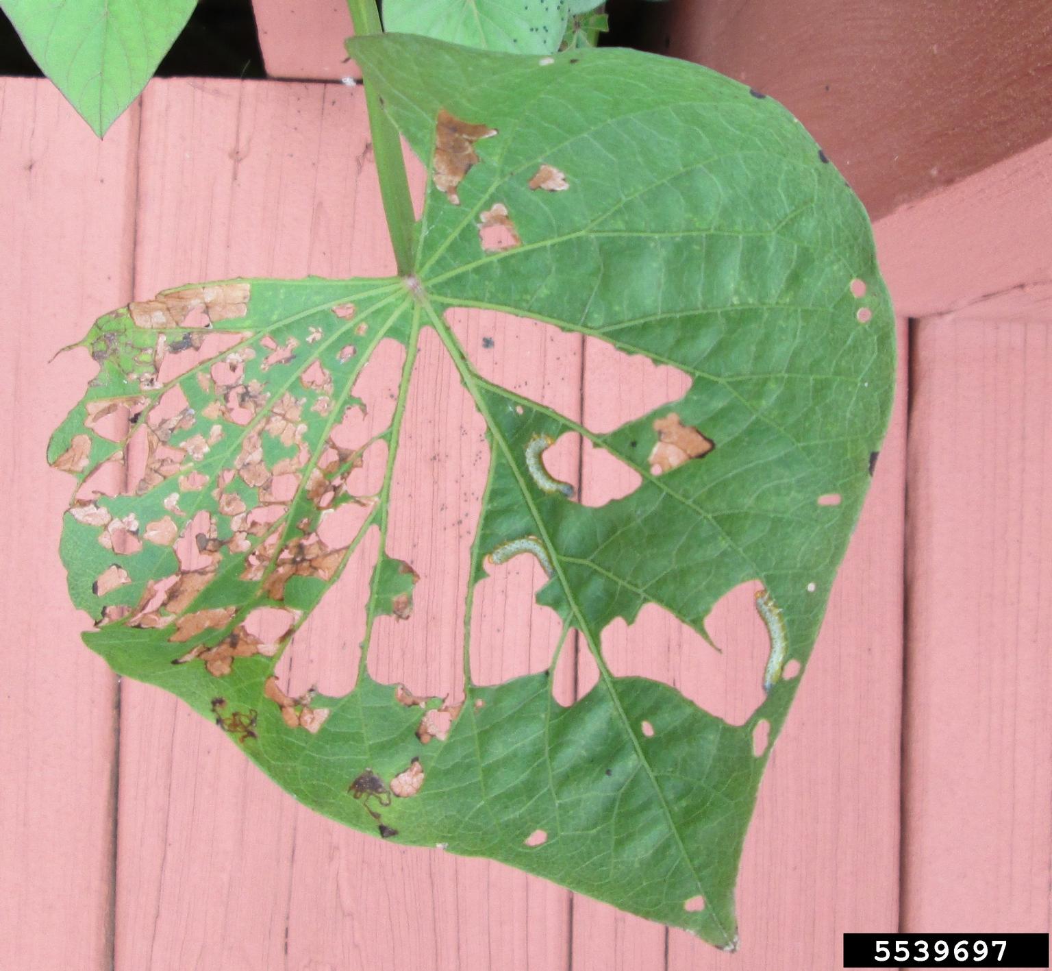 Argid sawflies (Family Argidae)