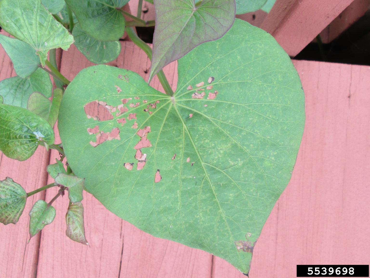 Argid sawflies (Family Argidae)
