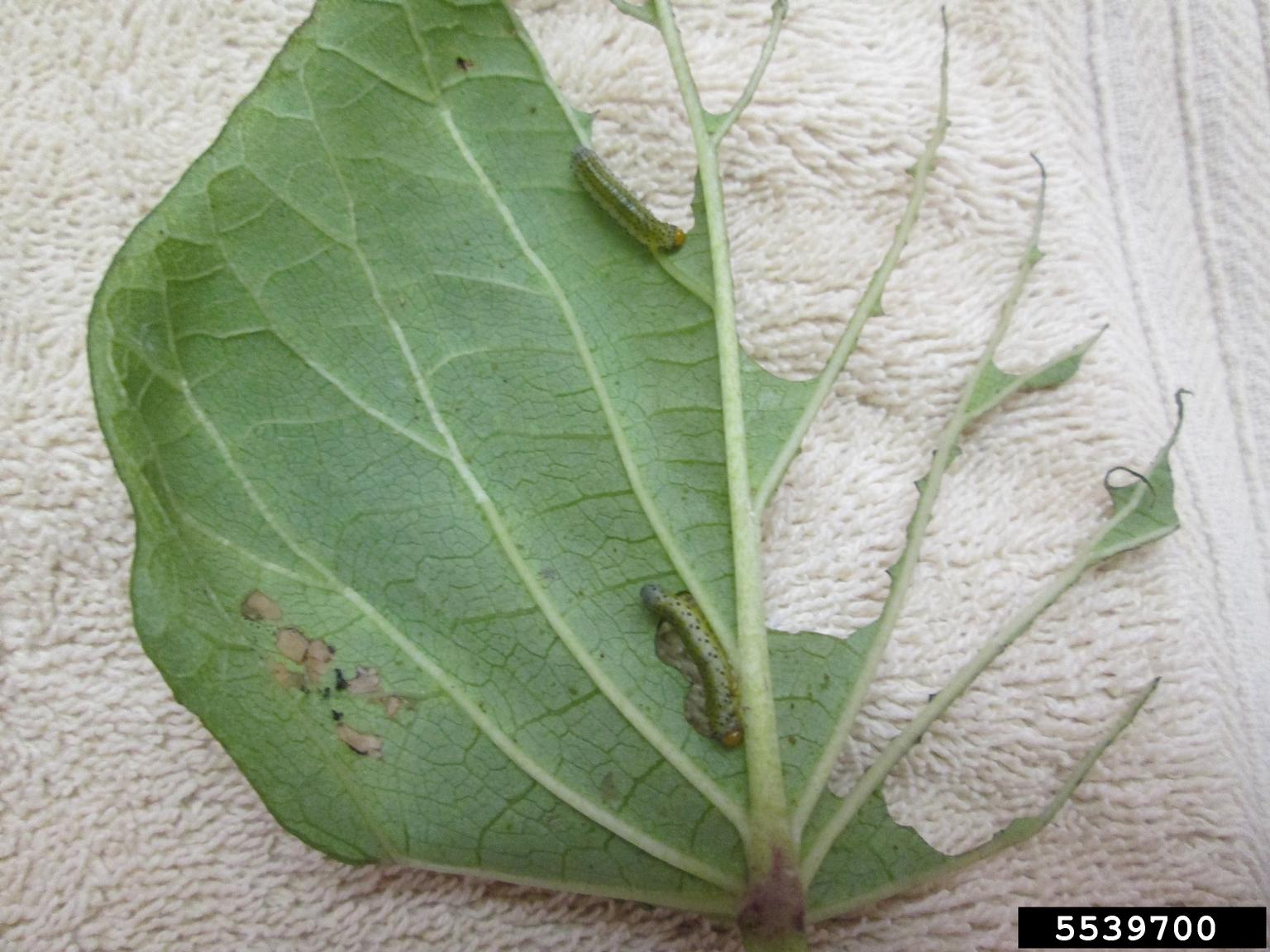 Argid sawflies (Family Argidae)