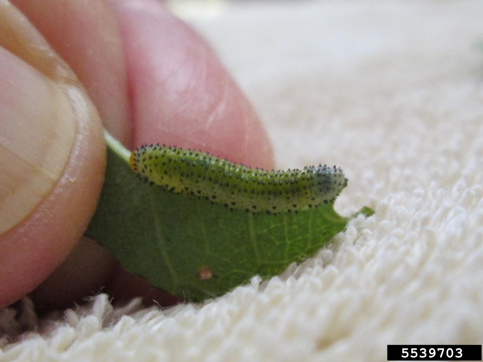 Argid sawflies (Family Argidae)