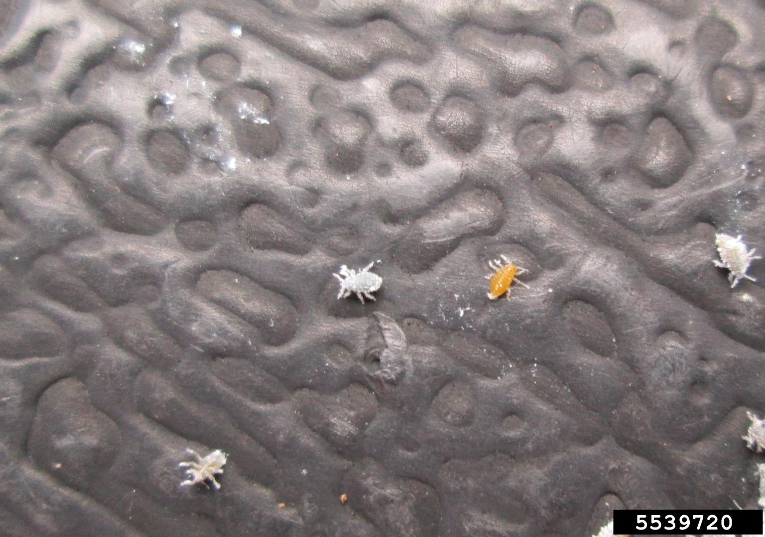 woolly alder aphid (Prociphilus tessellatus (Fitch, 1851))