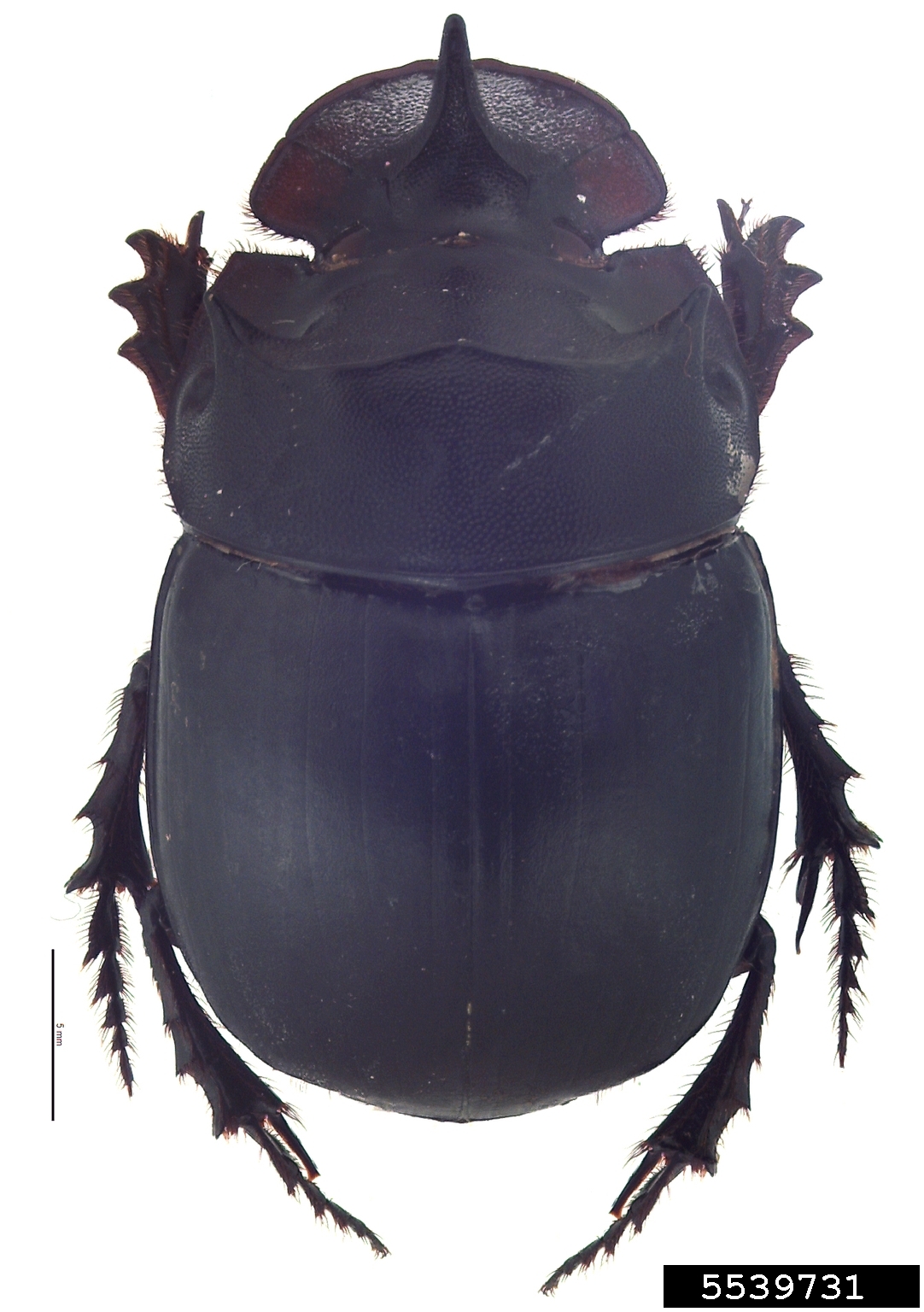 molossus dung beetle (Catharsius molossus)