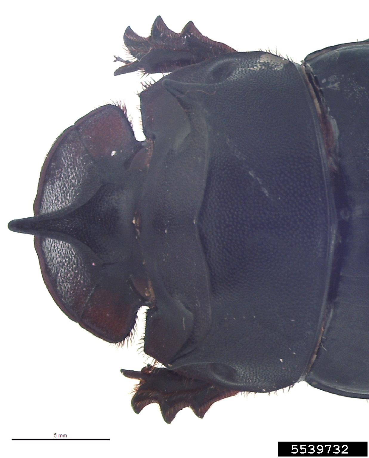 molossus dung beetle (Catharsius molossus Linnaeus)