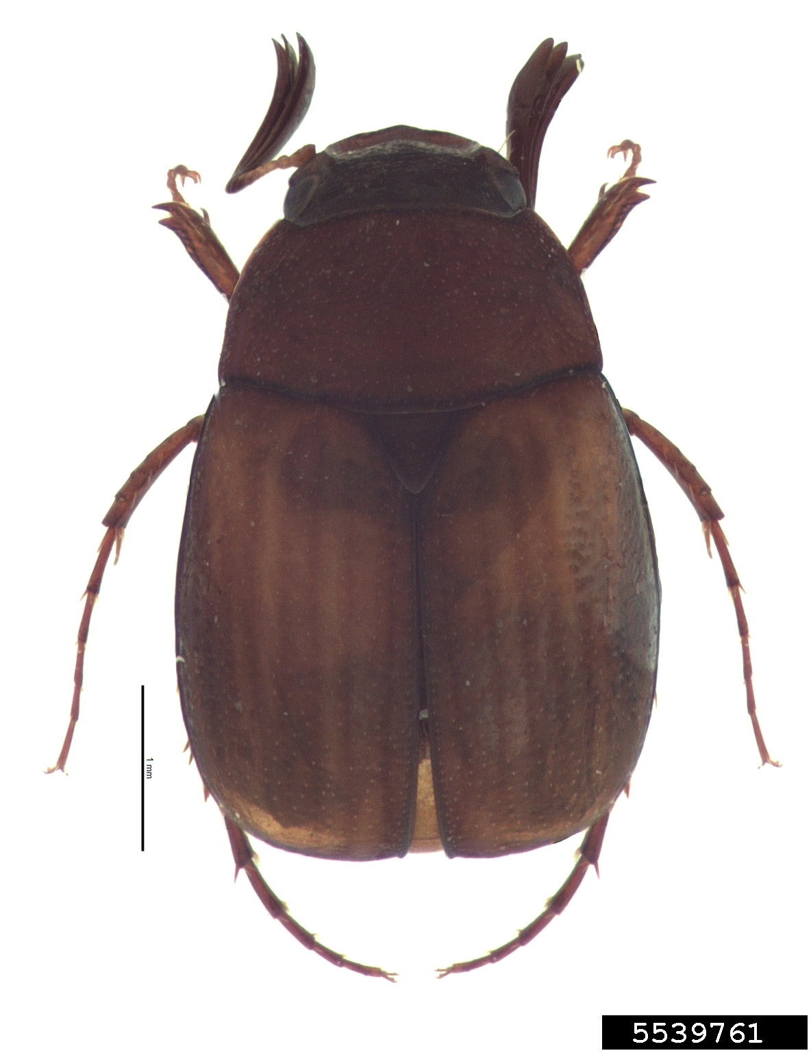 Guam pygmy may beetle (Microserica guamensis Gordon)