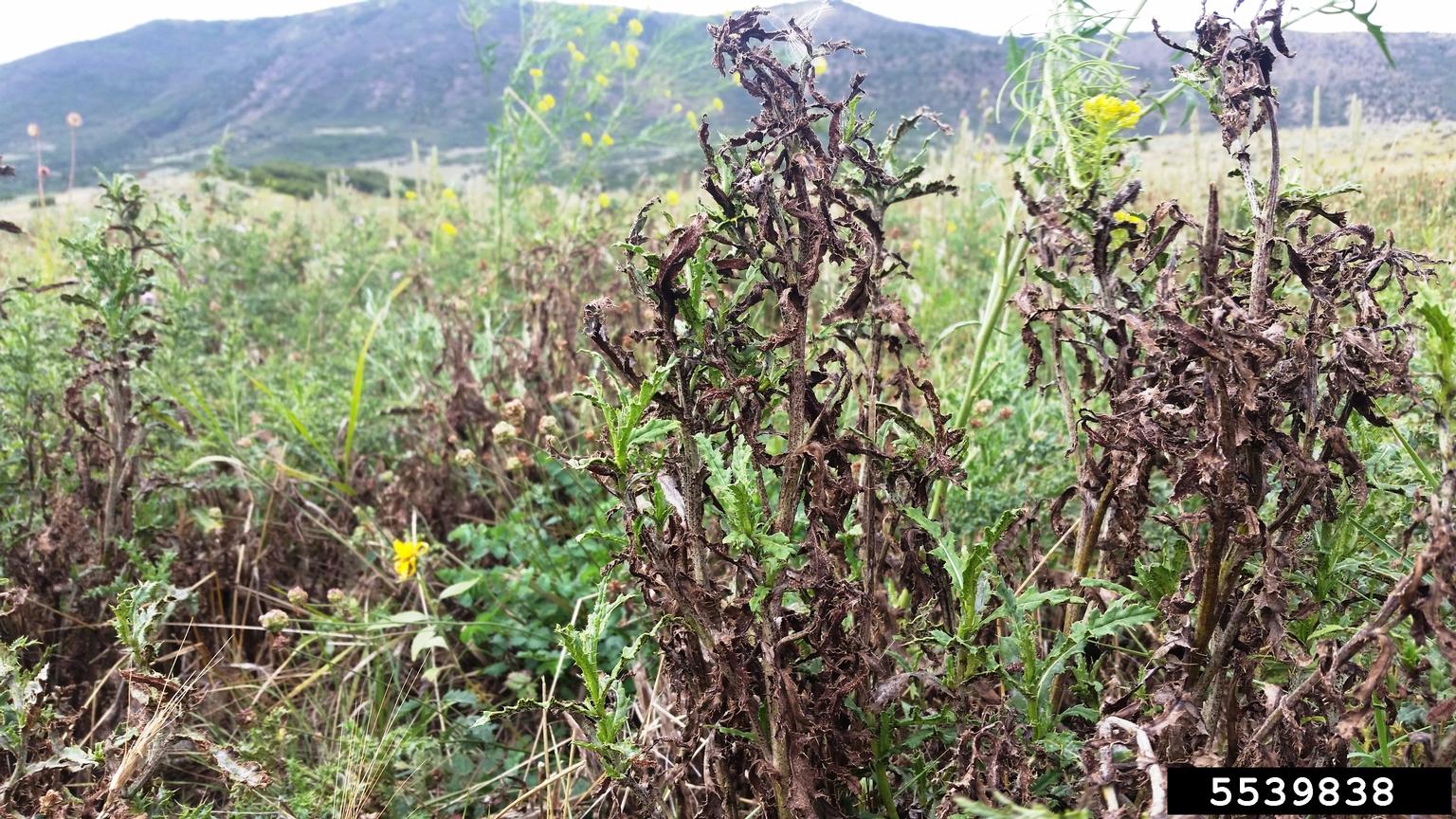 rust (Puccinia punctiformis)
