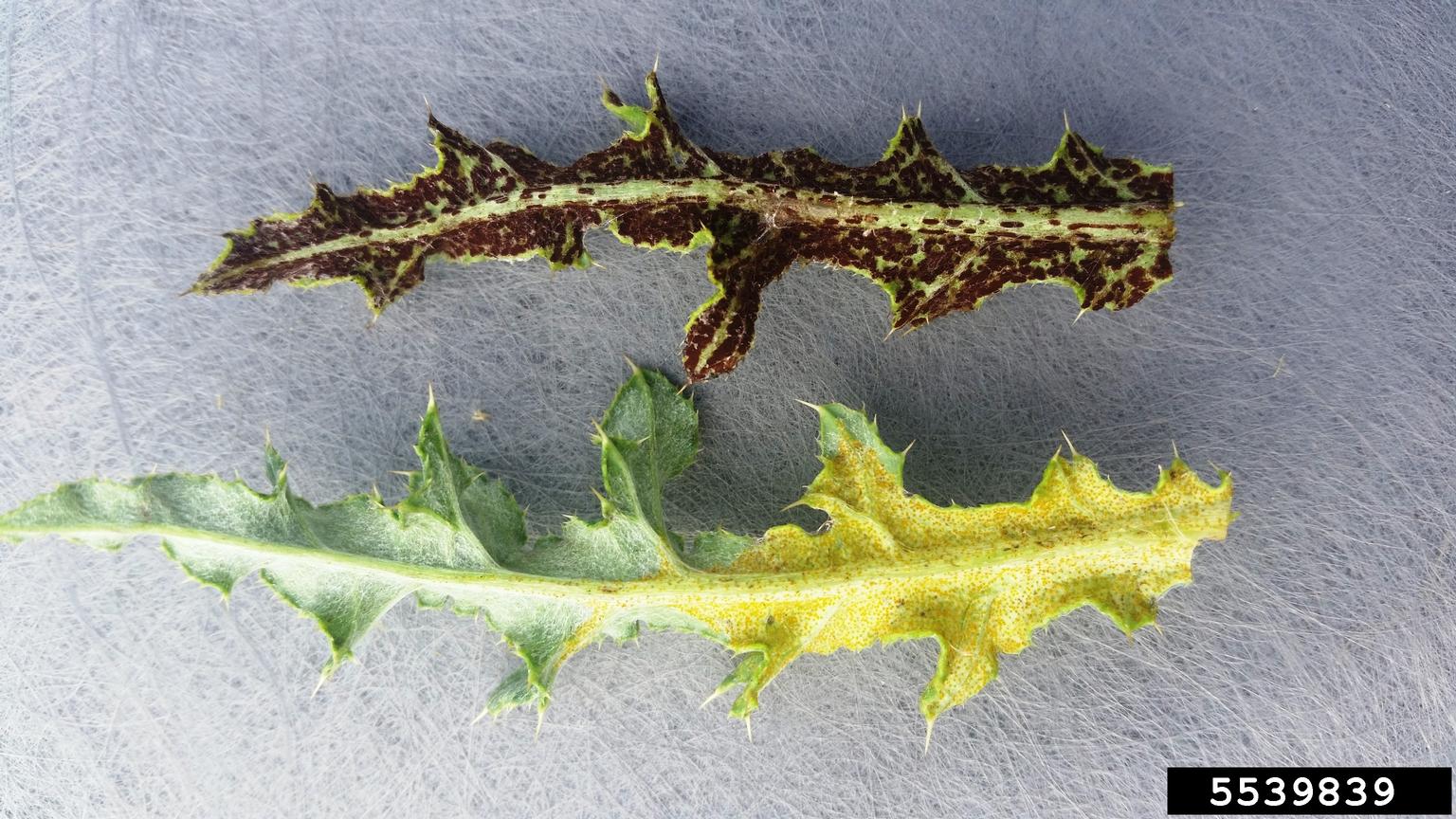 rust (Puccinia punctiformis)