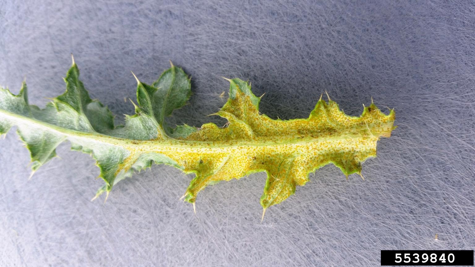 rust (Puccinia punctiformis (F. Strauss) Röhl.)