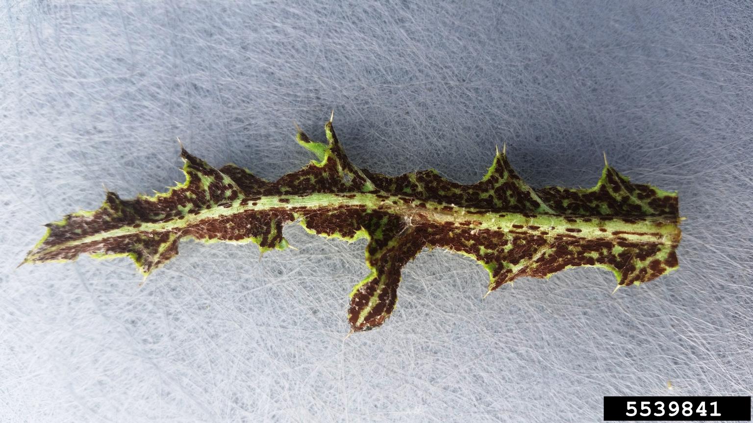 rust (Puccinia punctiformis ) on Canada thistle (Cirsium arvense ...