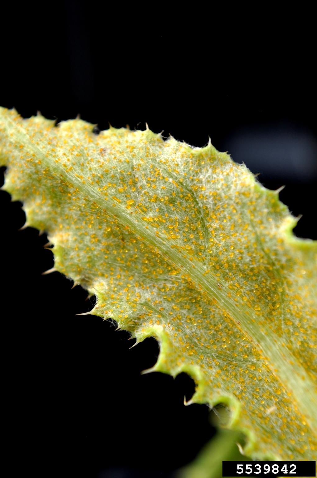 Puccinia lapathicola Rebent.