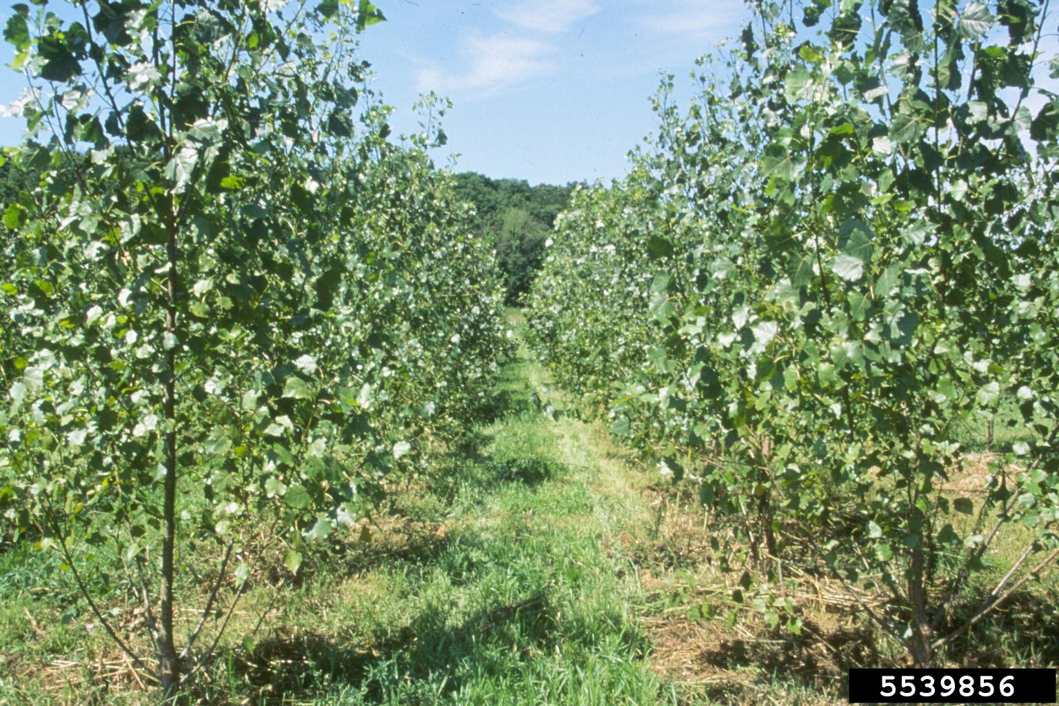 aspen/poplar (Genus Populus L.)