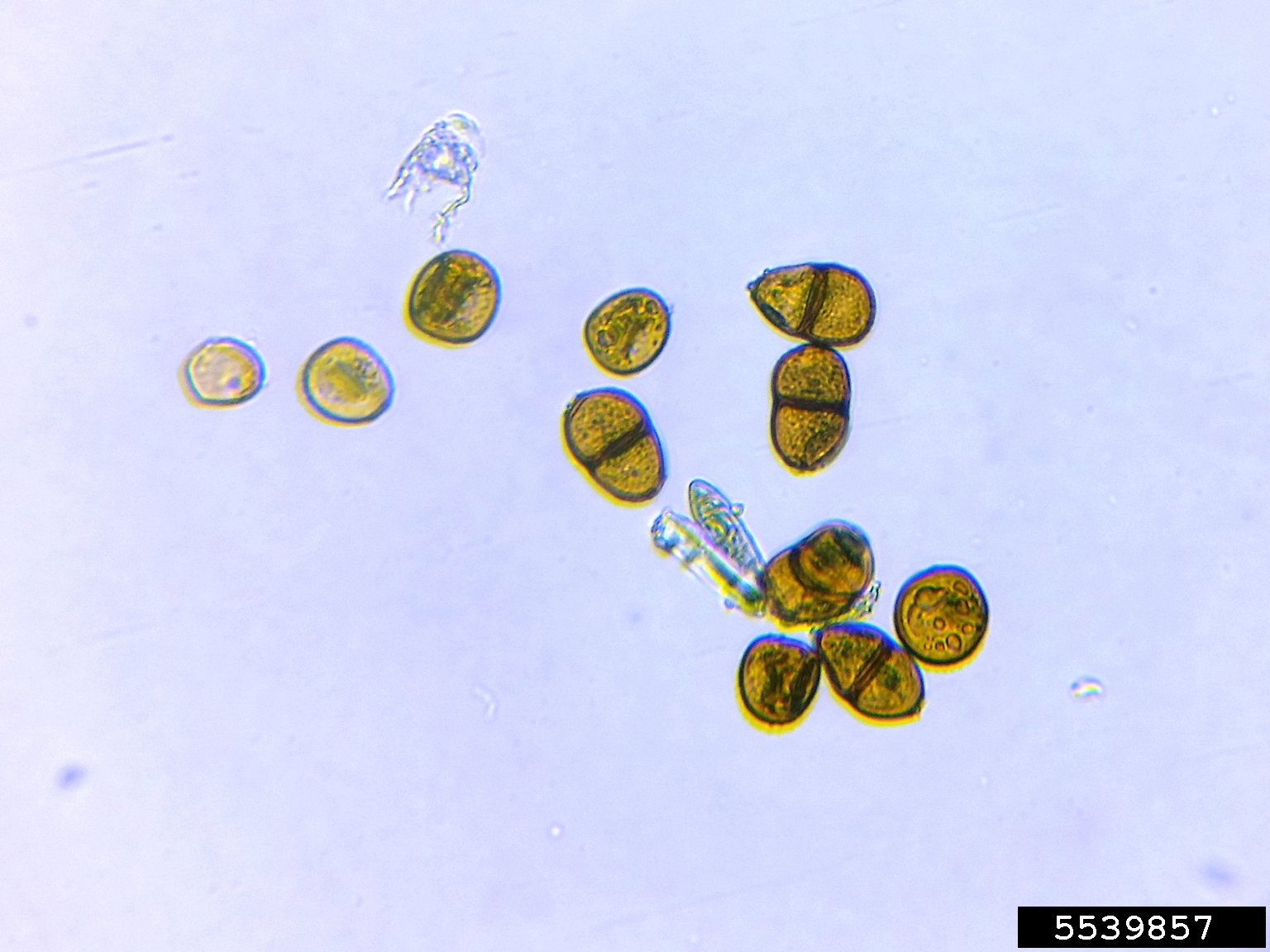 rust (Puccinia punctiformis (F. Strauss) Röhl.)
