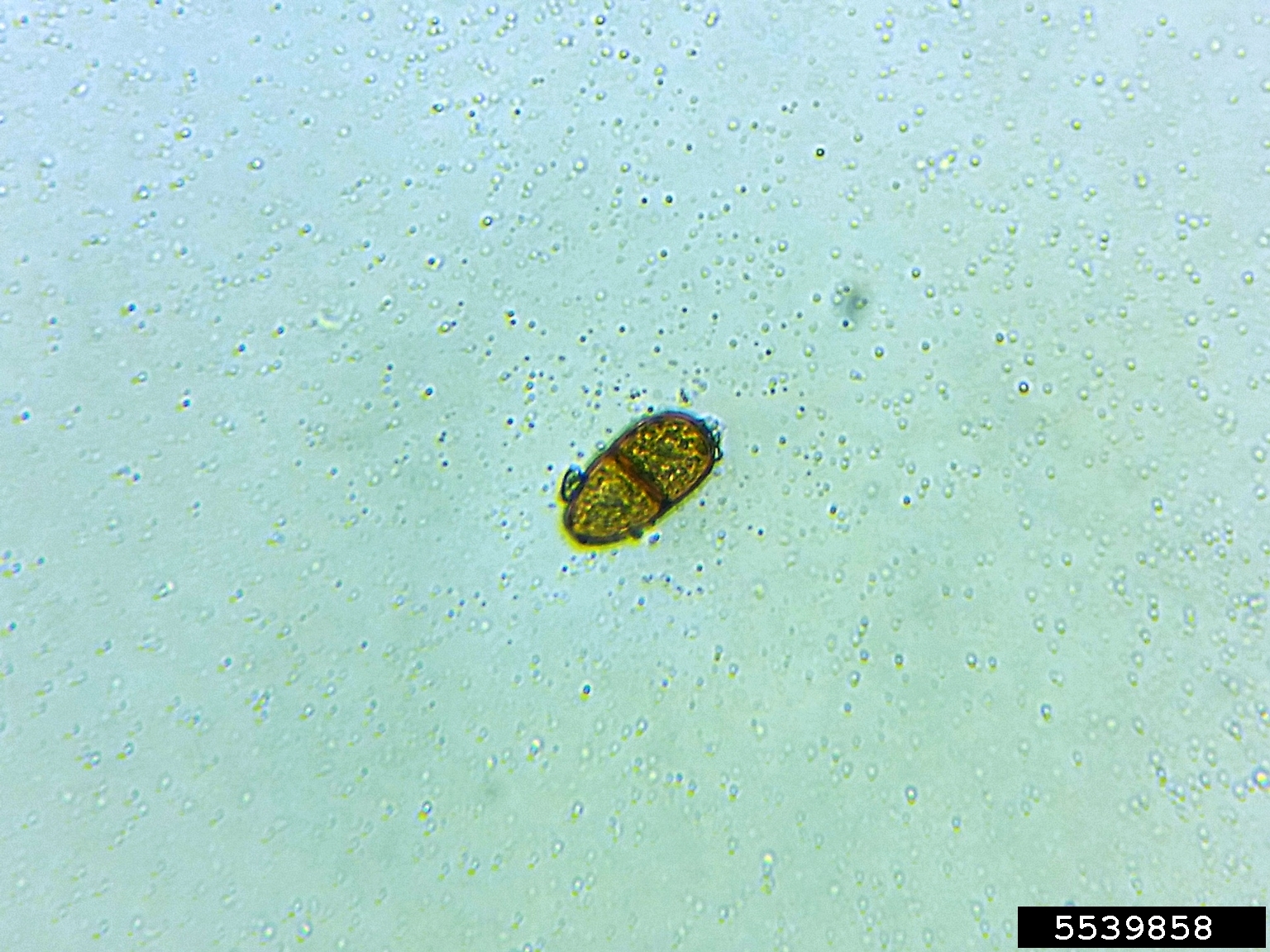 rust (Puccinia punctiformis)