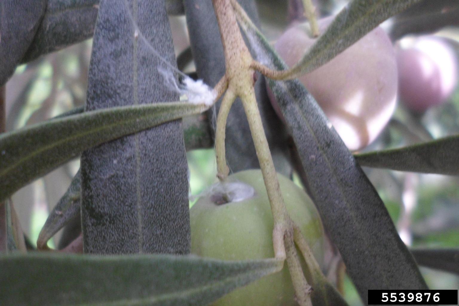 psyllid (Euphyllura olivina (Costa, 1839))