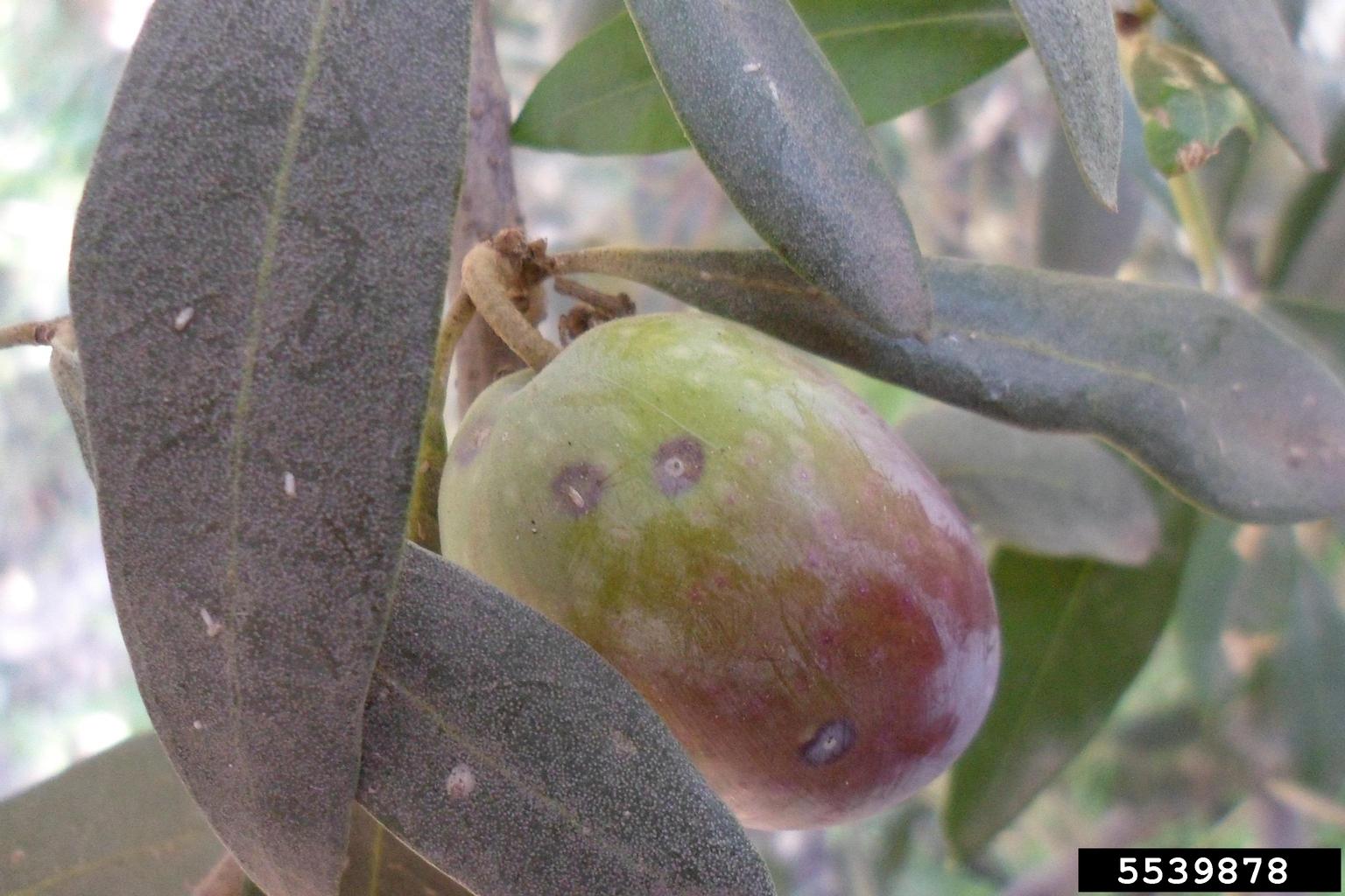olive scale (Parlatoria oleae)
