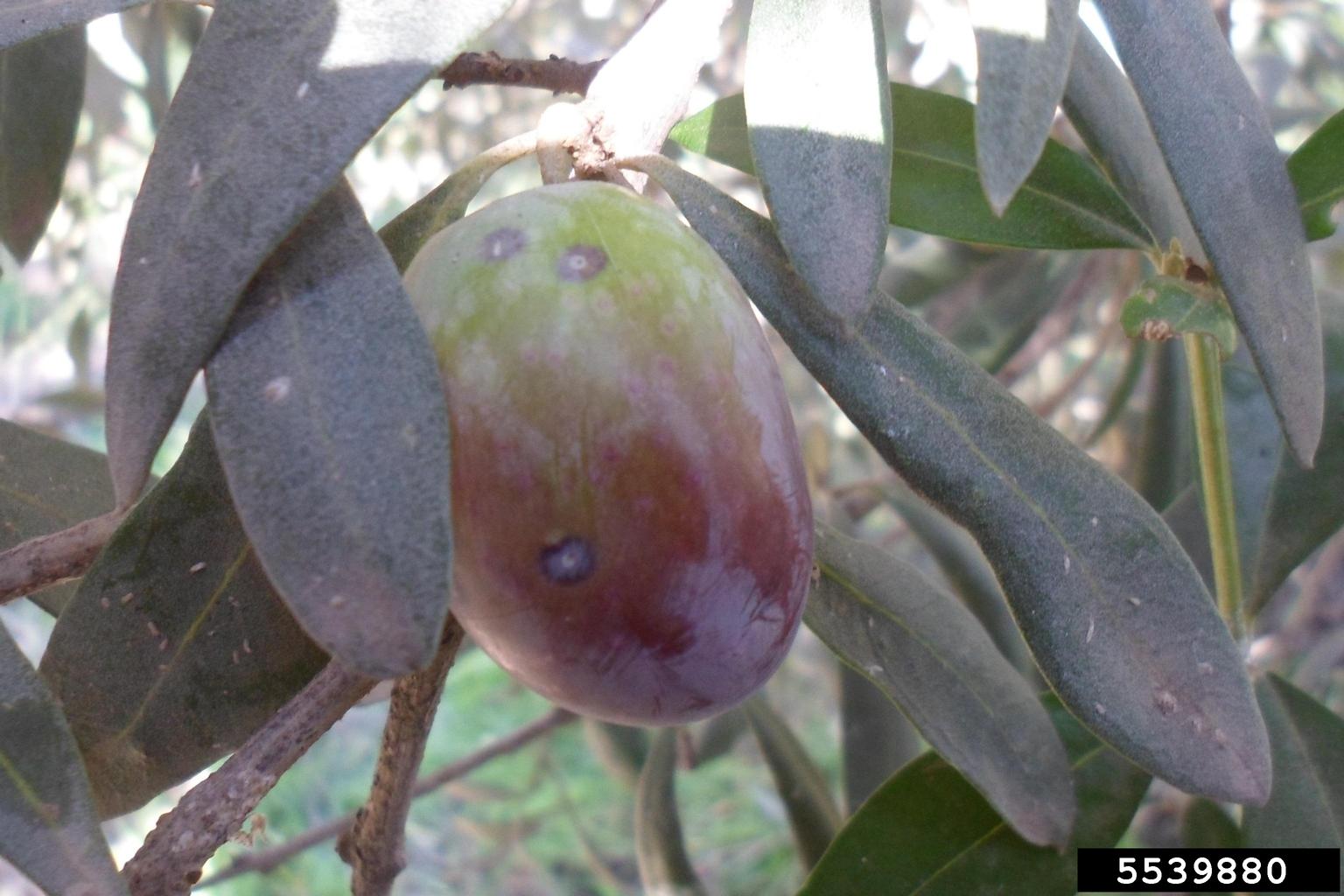 olive scale (Parlatoria oleae)