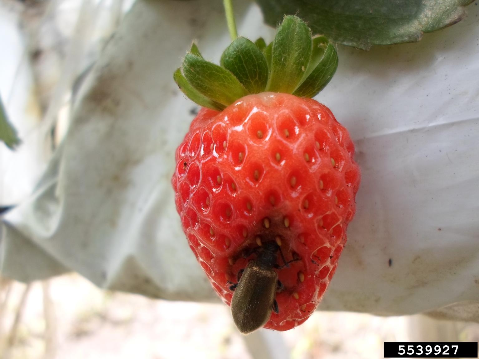 long-jointed beetles (Lagria villosa Fabricius, 1783)