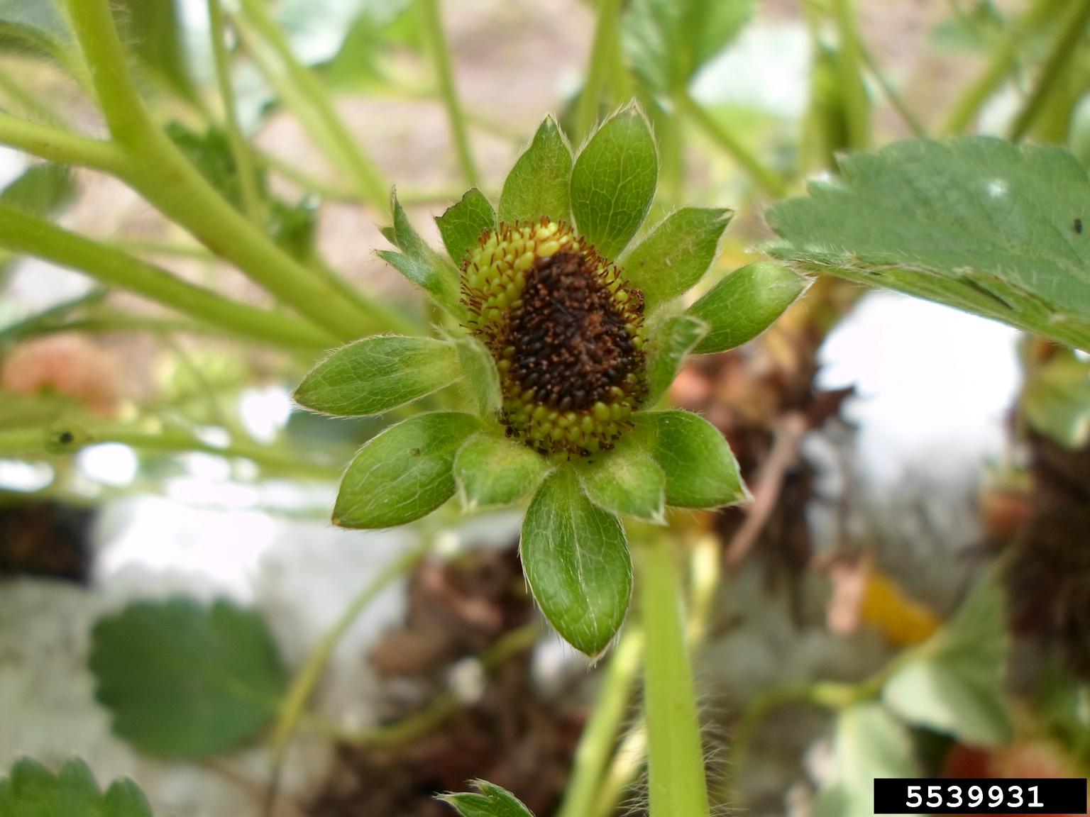 anthracnose (Genus Colletotrichum)