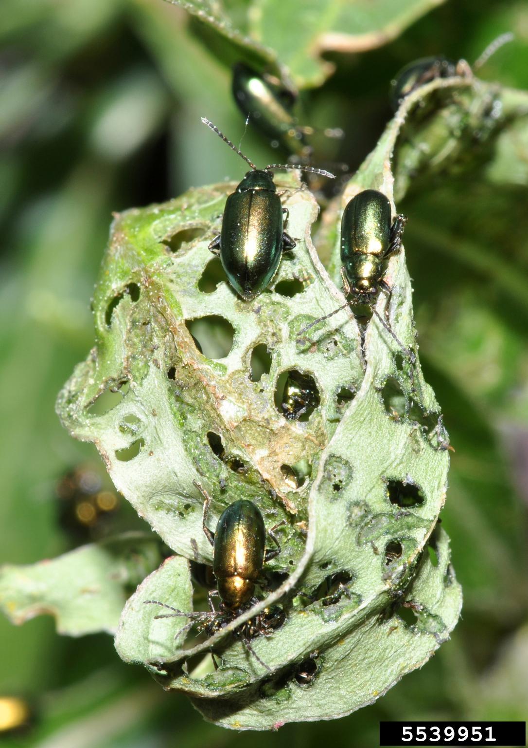 apple flea beetle (Altica foliaceae LeConte, 1858)
