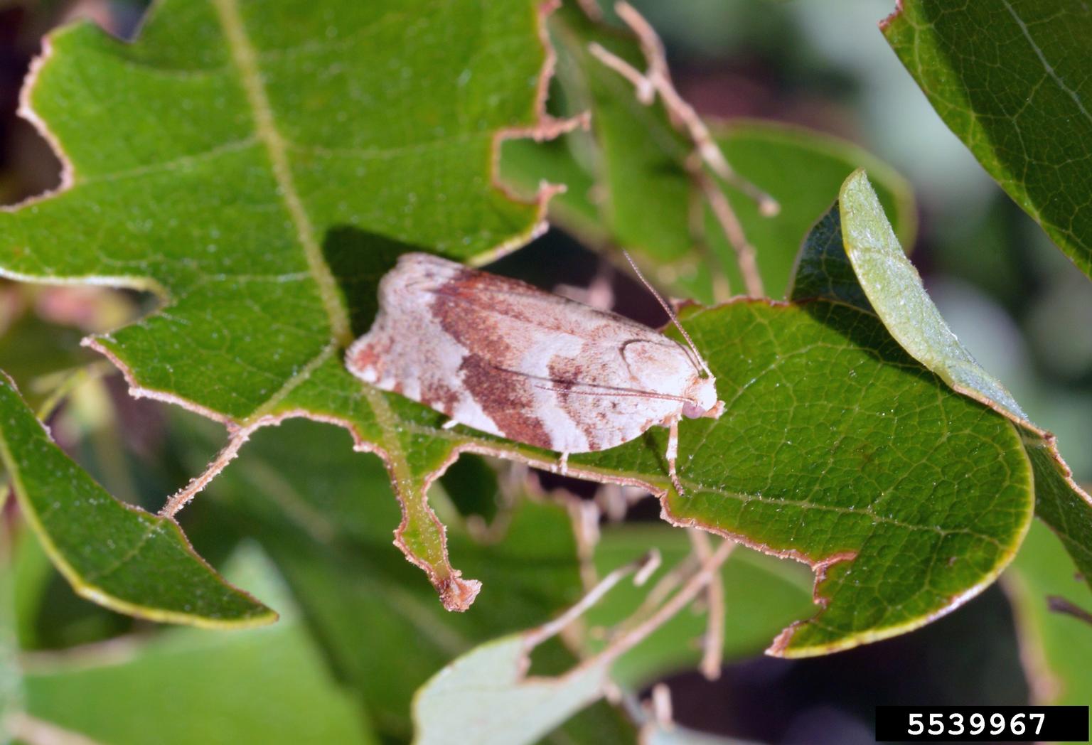 oak leafroller (Archips semiferana (Walker, 1863))