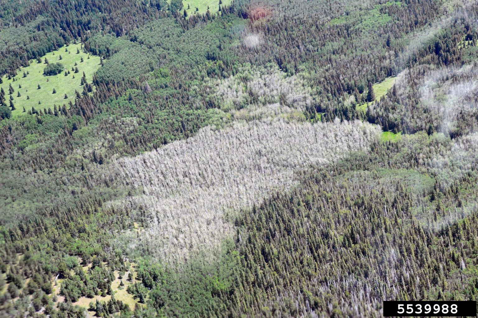 defoliation due to unknown cause