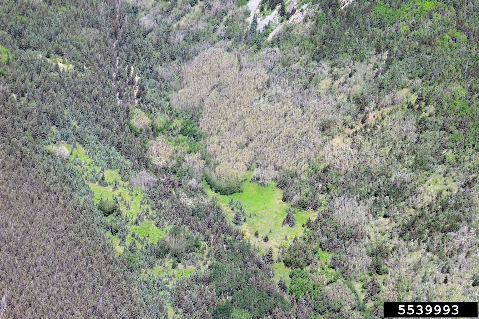 defoliation due to unknown cause