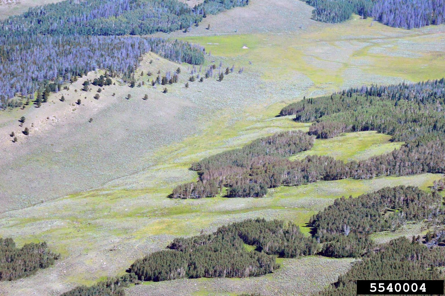 Marssonina leaf spots (Genus Marssonina Magnus)