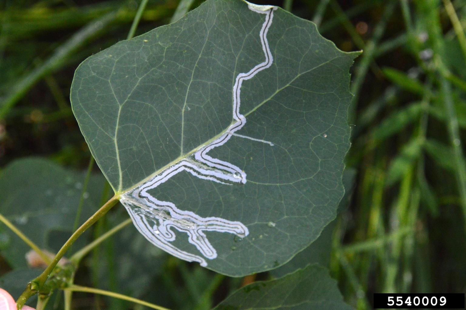 aspen leafminer (Phyllocnistis populiella ) on aspen/poplar (Populus ...