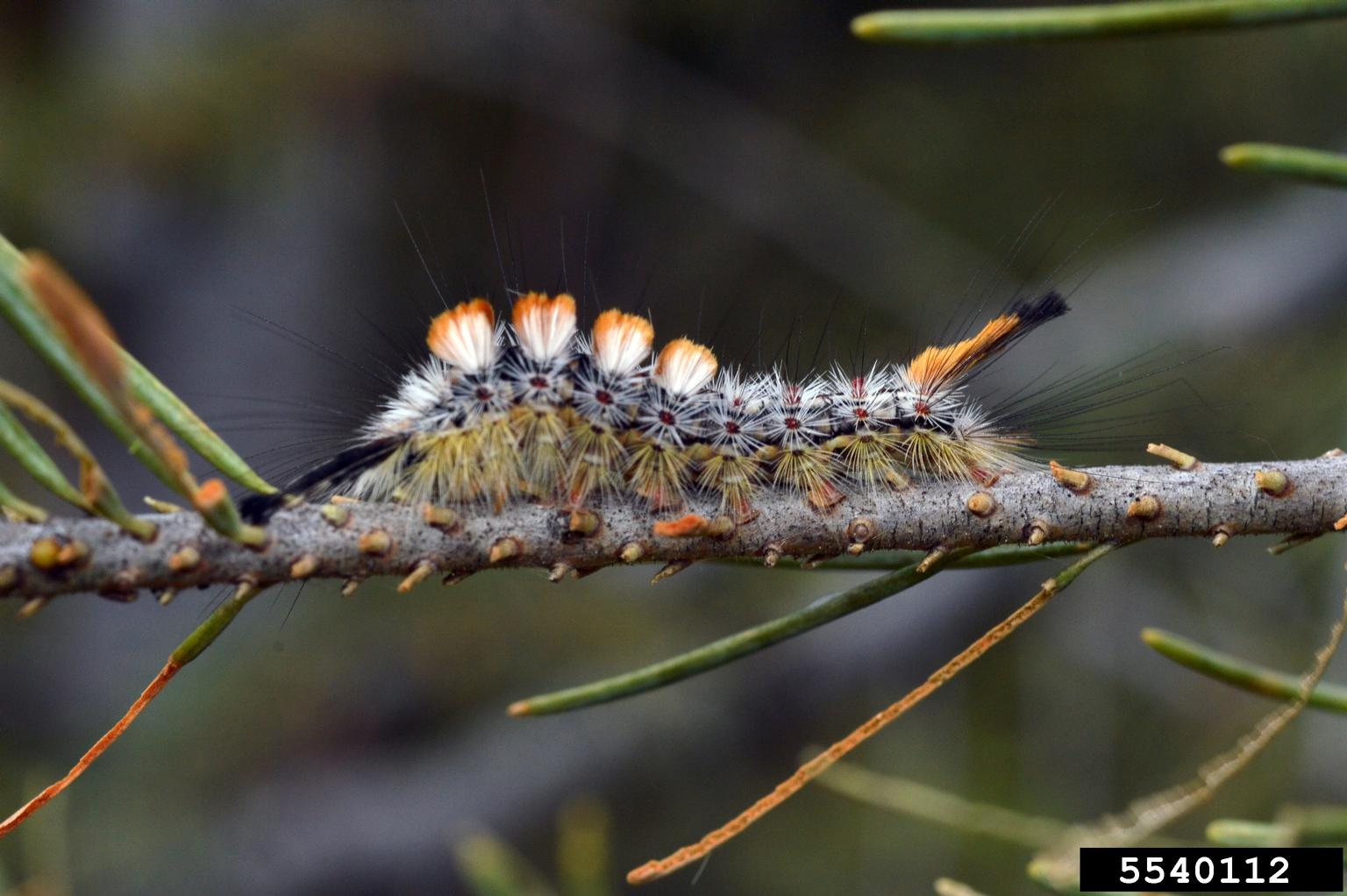 Douglas-fir tussock moth (Orgyia pseudotsugata (McDunnough))