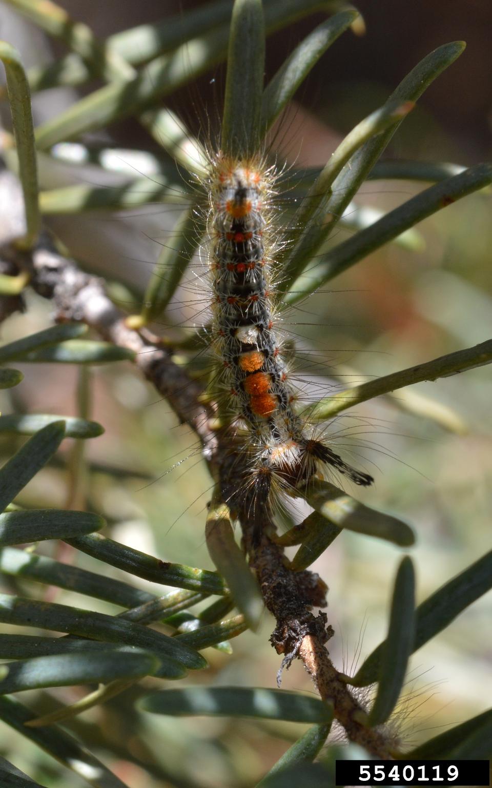 Douglas-fir tussock moth (Orgyia pseudotsugata (McDunnough))