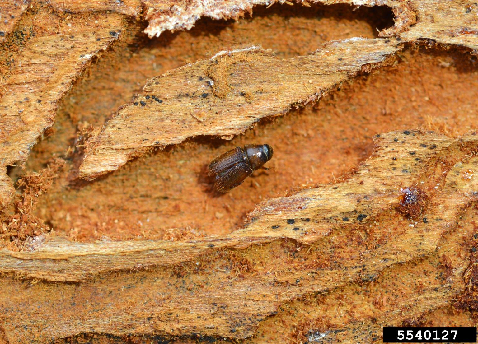 Douglas-fir beetle (Dendroctonus pseudotsugae Hopkins, 1905)