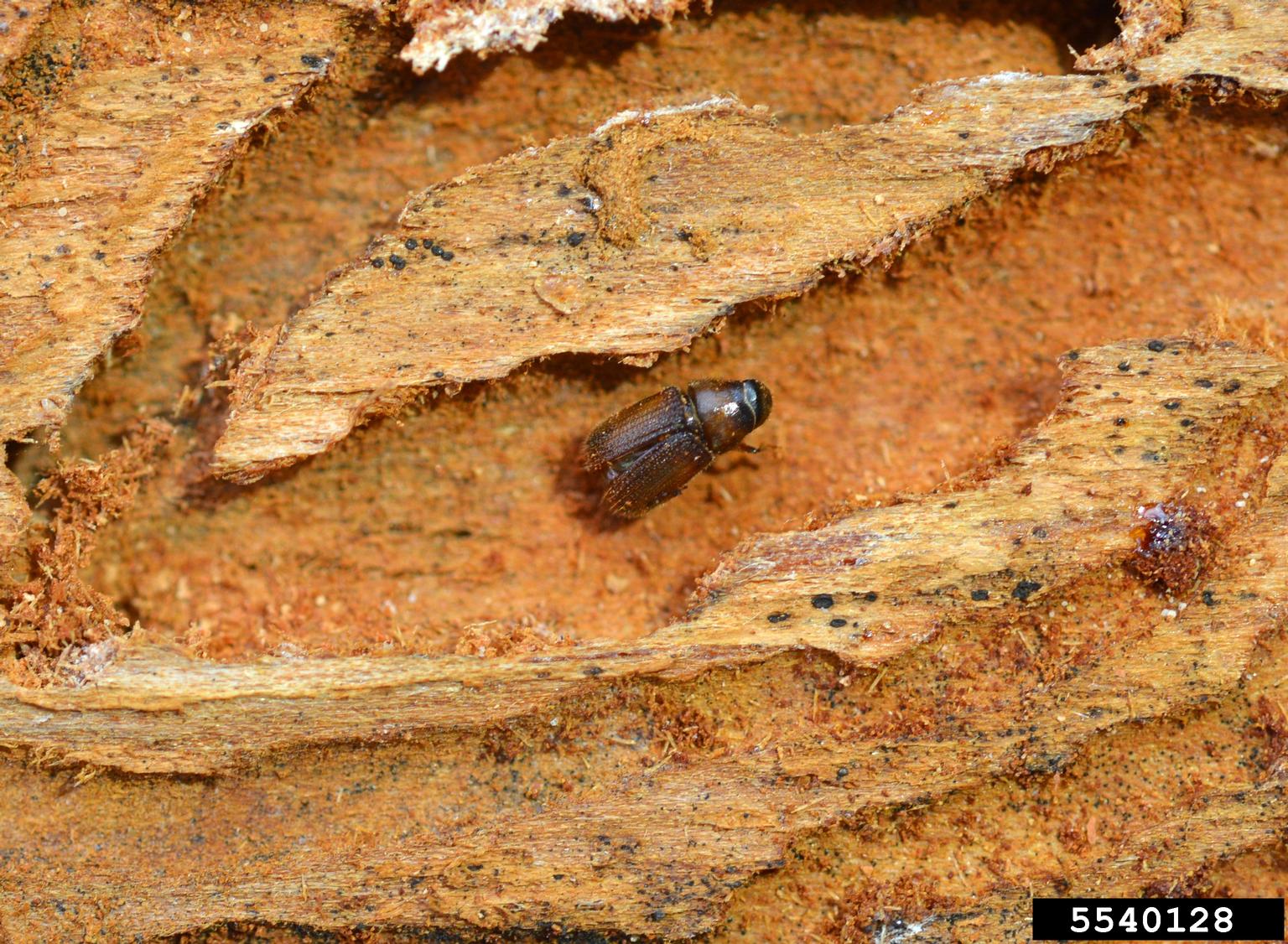 Douglas-fir beetle (Dendroctonus pseudotsugae Hopkins, 1905)