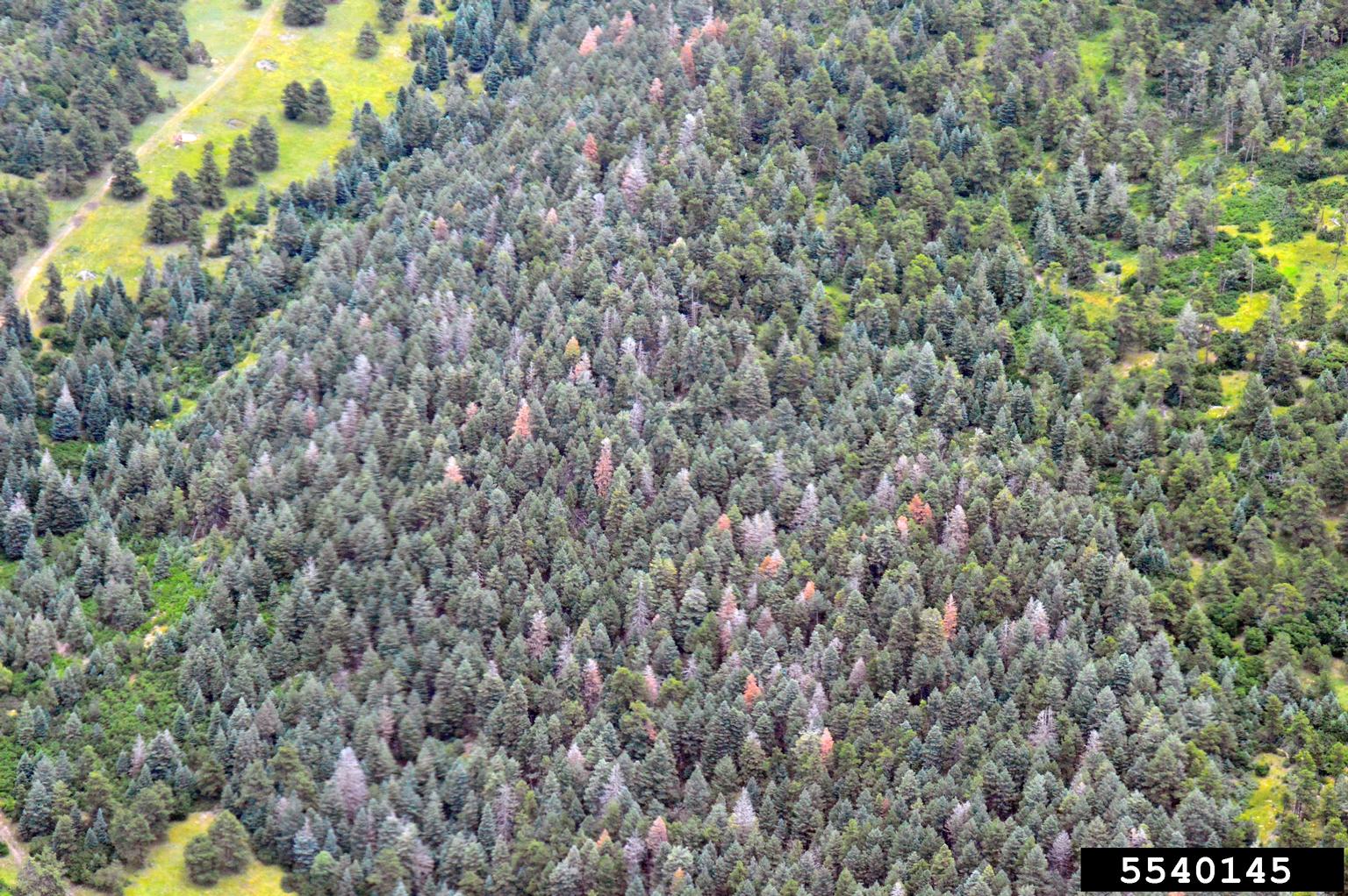 fir engraver (Scolytus ventralis LeConte, 1868)