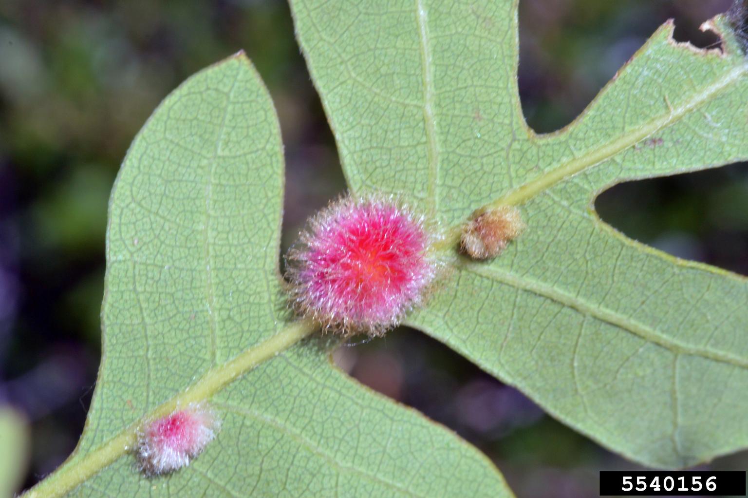 Leafy Oak Gall Wasp Andricus Quercusfoliata leafy-oak-gall-wasp-andricus-quercusfoliata