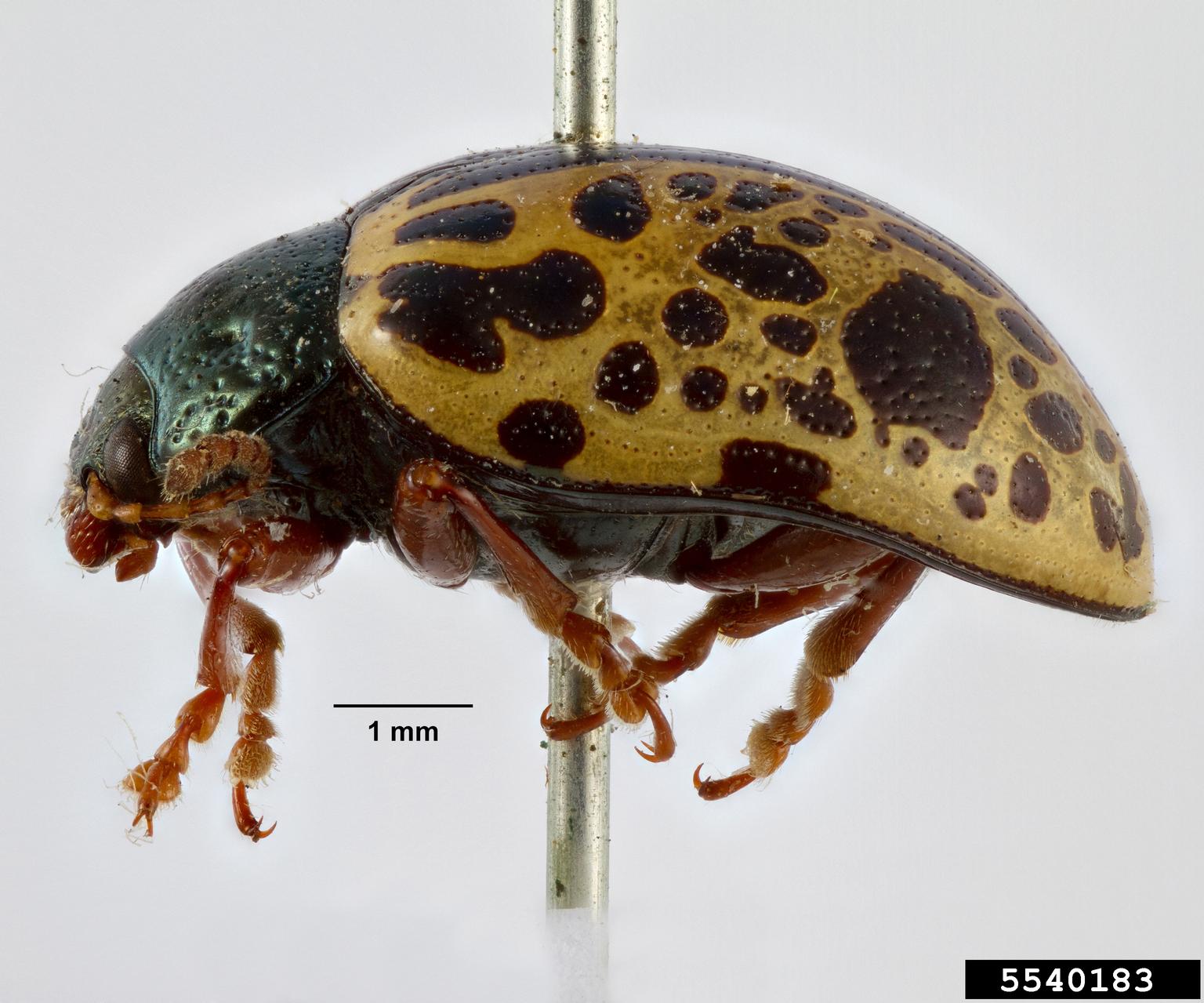 leaf beetle (Calligrapha felina)