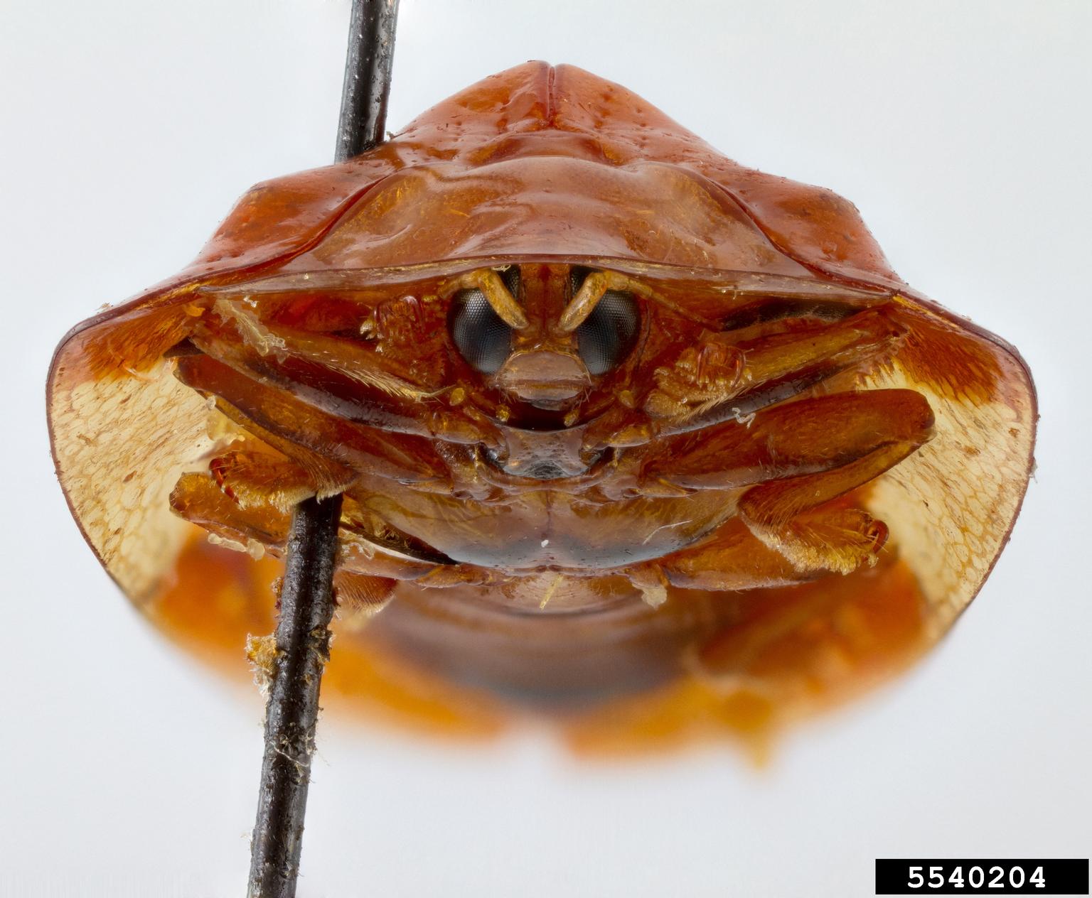 tortoise beetle (Charidotella tuberculata)