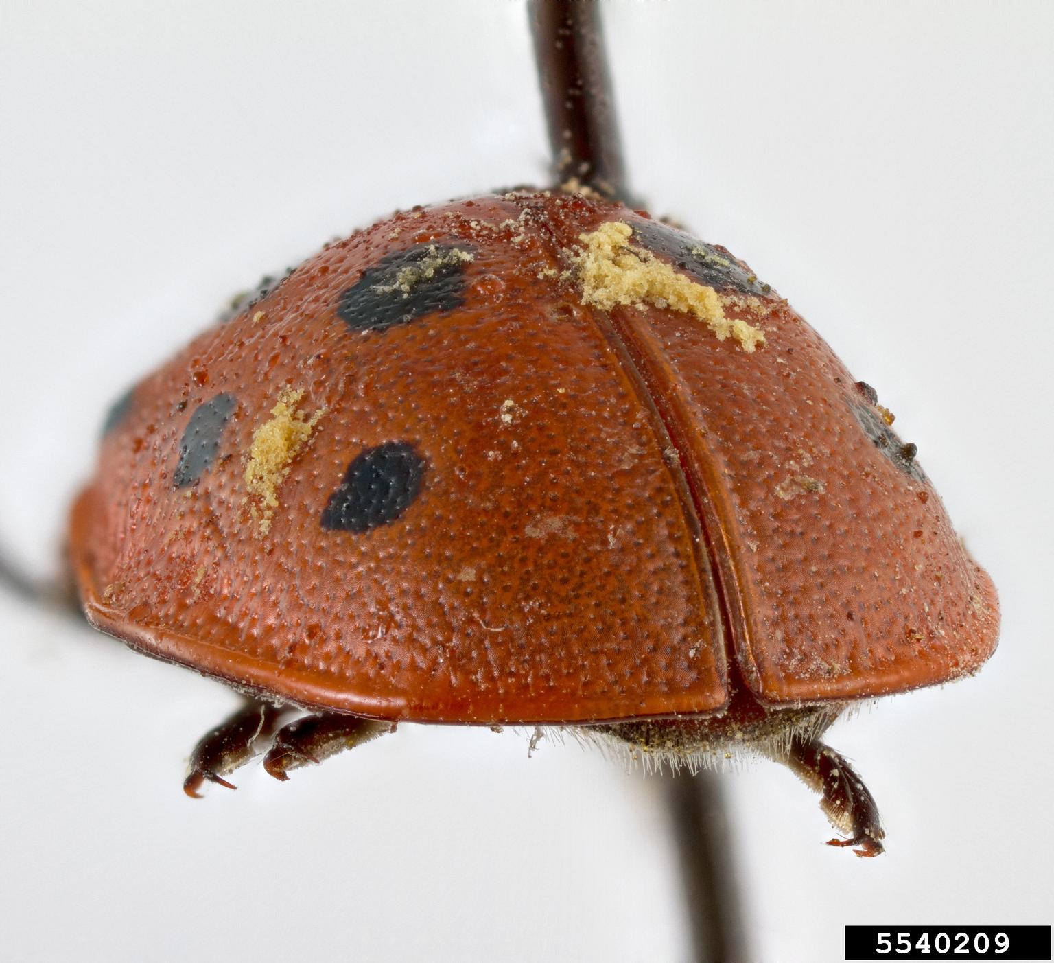argus tortoise beetle (Chelymorpha cassidea (Fabricius, 1775))