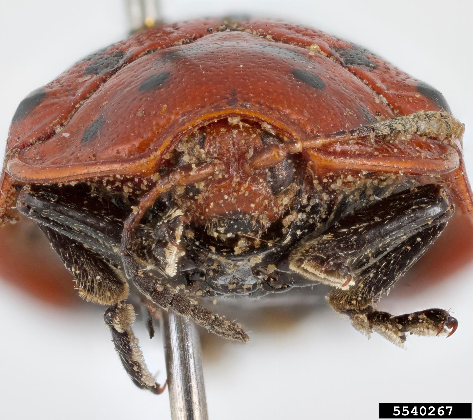 argus tortoise beetle (Chelymorpha cassidea (Fabricius, 1775))
