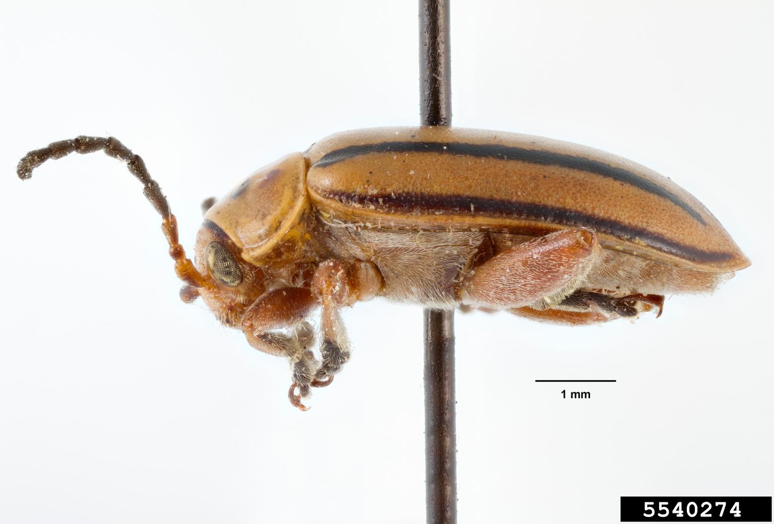 leaf beetle (Derospidea brevicollis)
