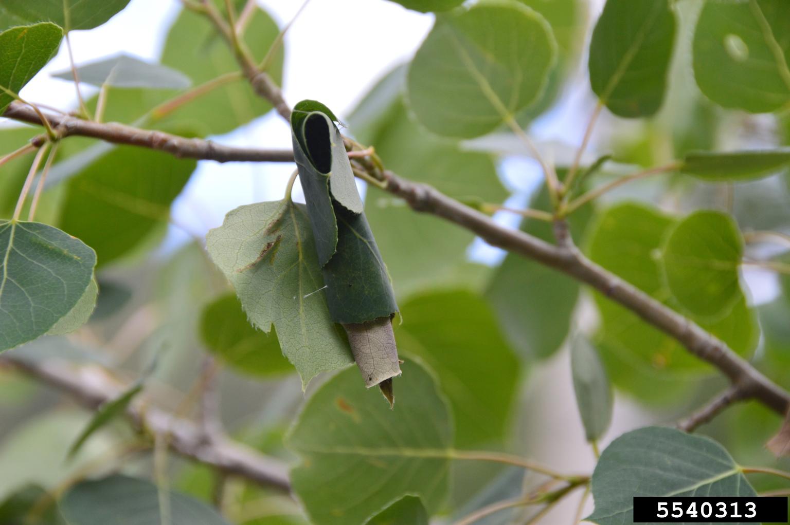 large aspen tortrix (Choristoneura conflictana (Walker))