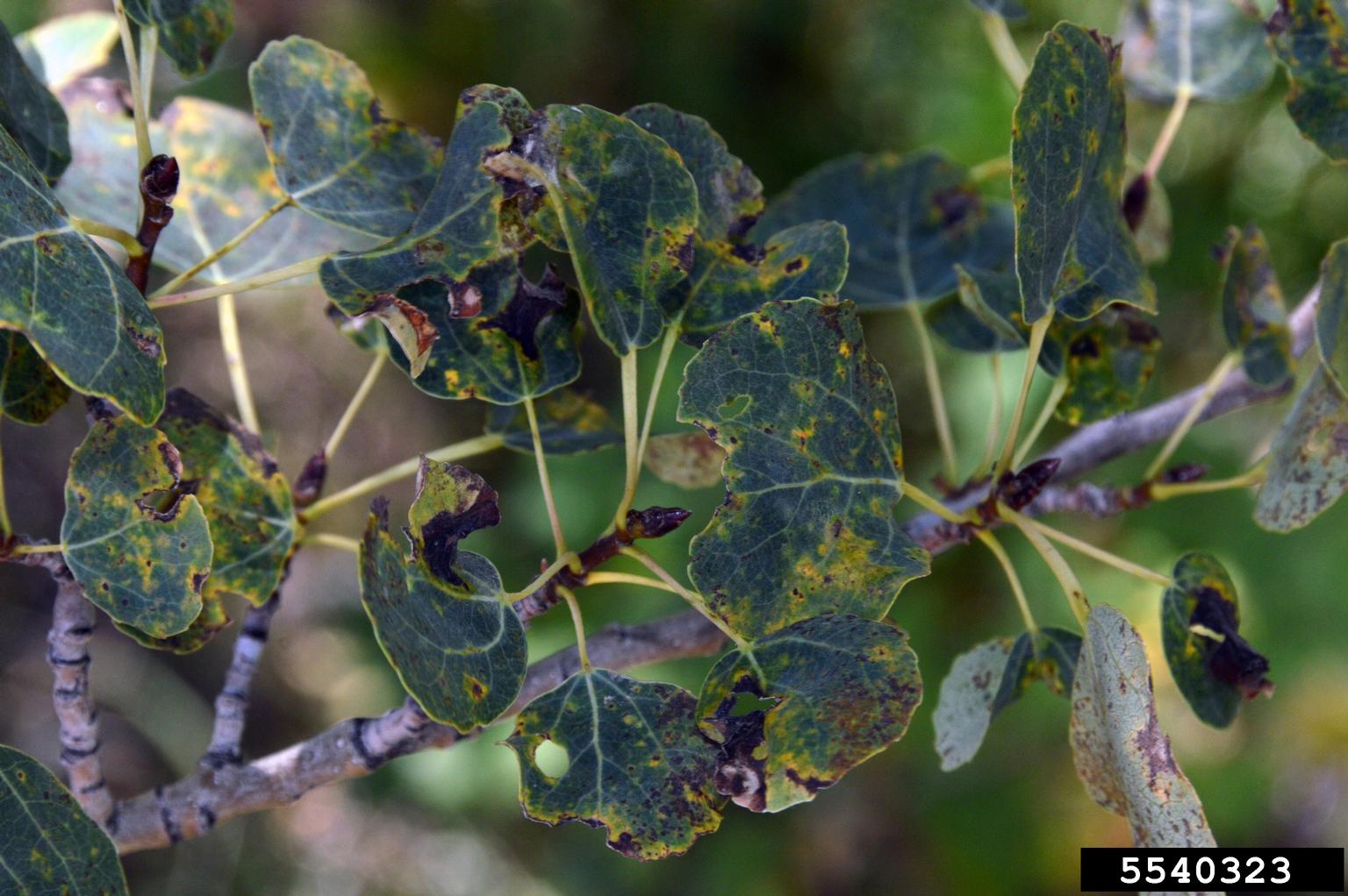 aspen/poplar (Genus Populus)