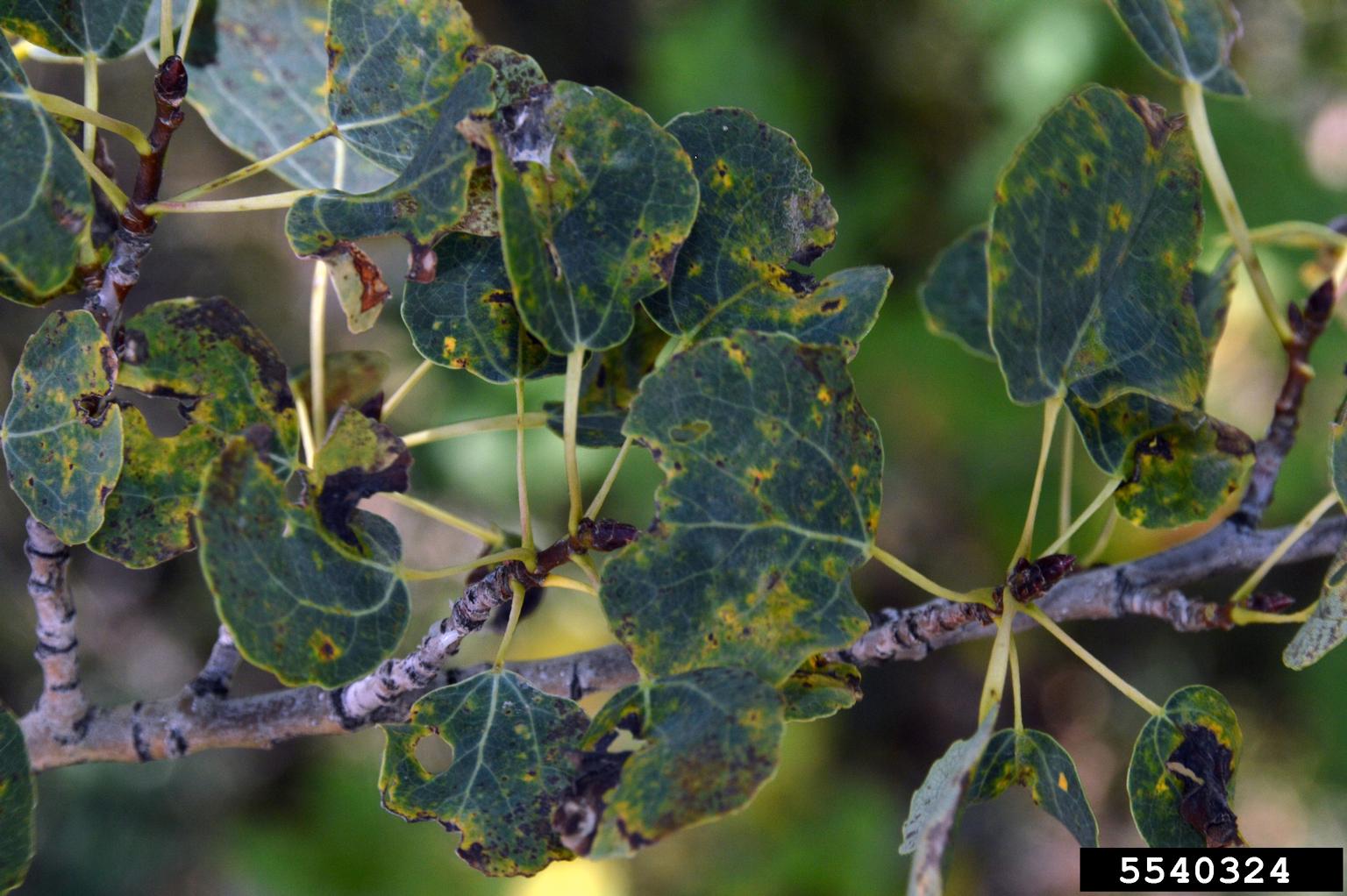 aspen/poplar (Genus Populus)