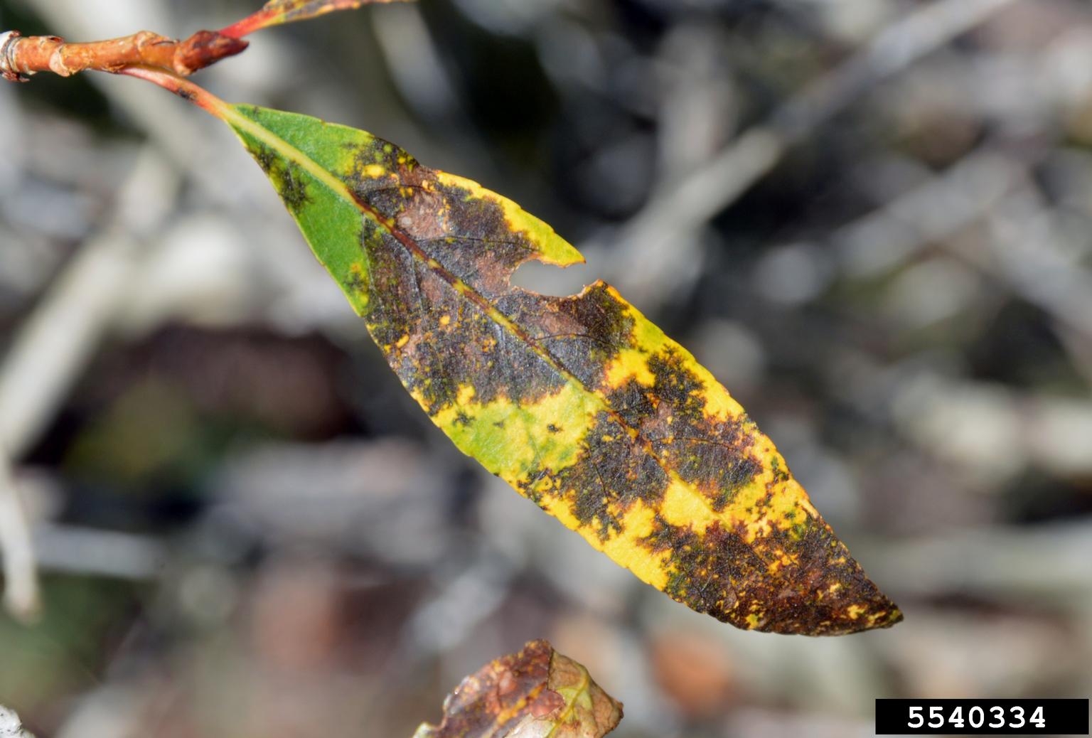 Cottonwood Tree Diseases Pictures at Meagan Burlingame blog