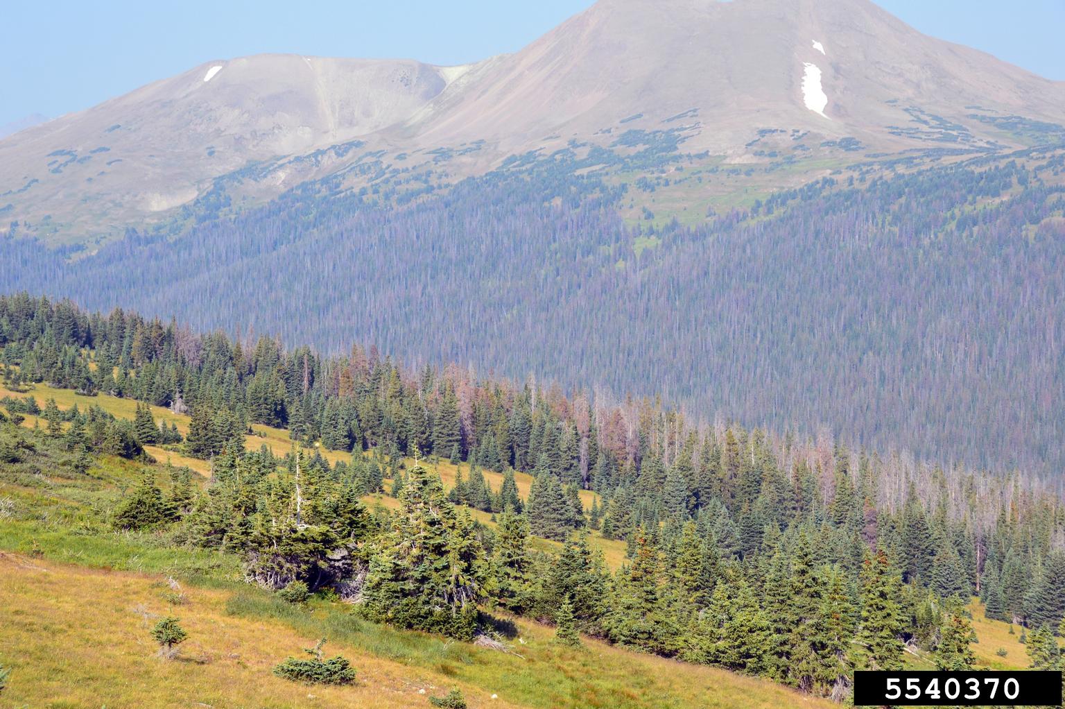 spruce beetle (Dendroctonus rufipennis (Kirby, 1837))