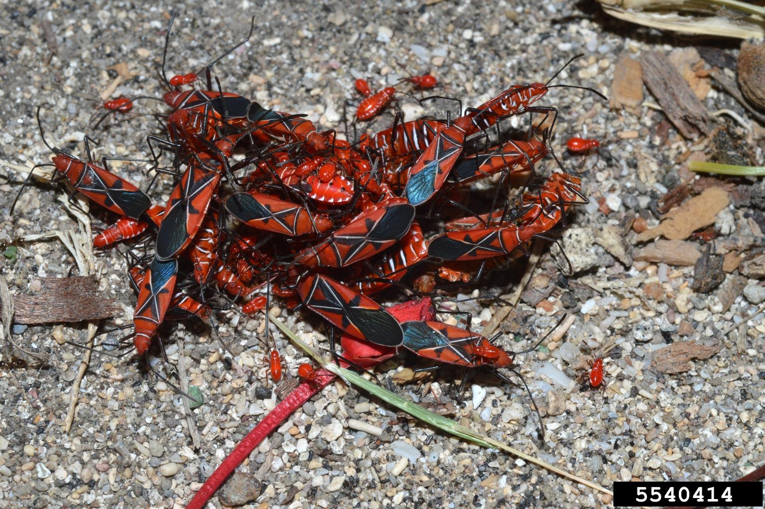 St. Andrew's cotton stainers (Dysdercus andreae)